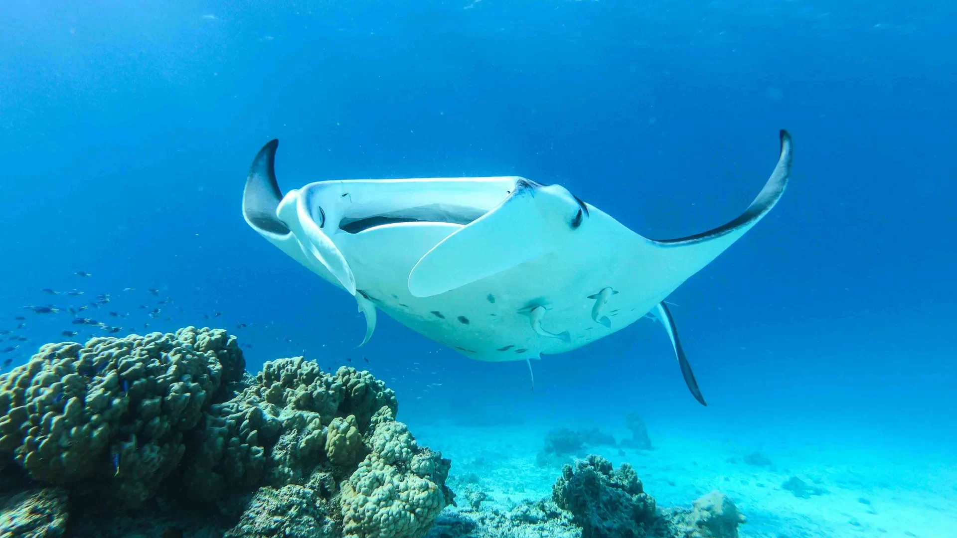 La Raie Manta Famille | Schema Raie Manta – TOMP